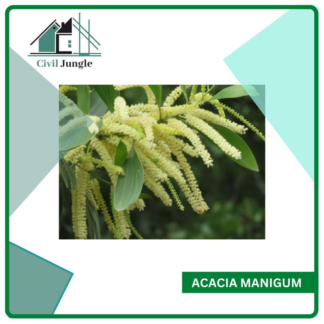 All About Acacia Wood | Types of Acacia Wood | Advantages of Acacia ...